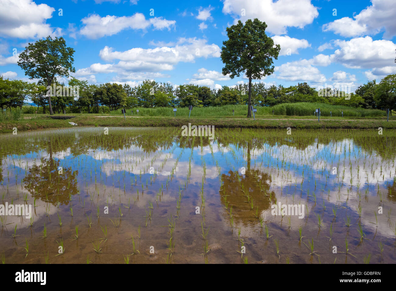 Paddy fields, Japan Stock Photo - Alamy