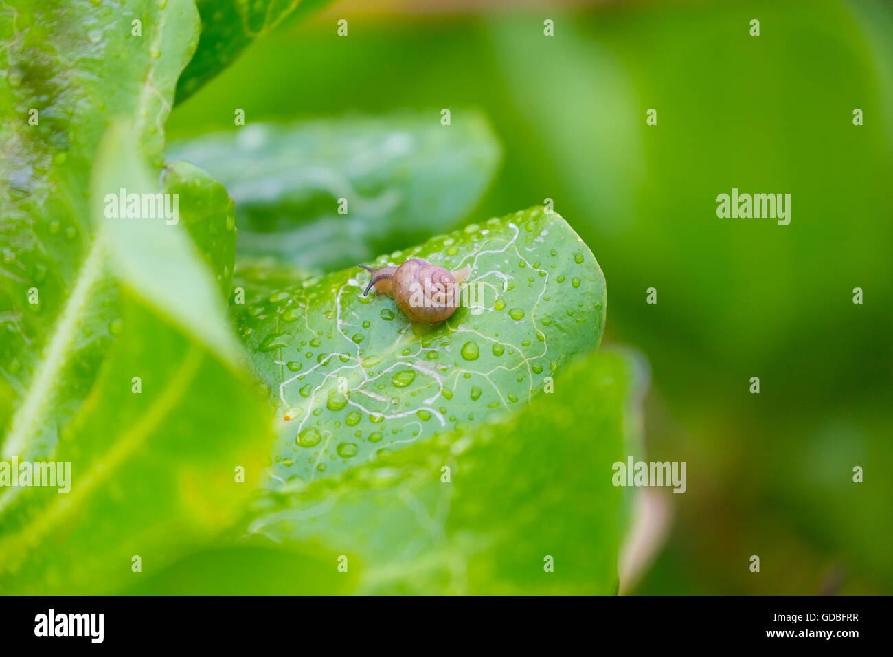 Moving leaf hi-res stock photography and images - Alamy
