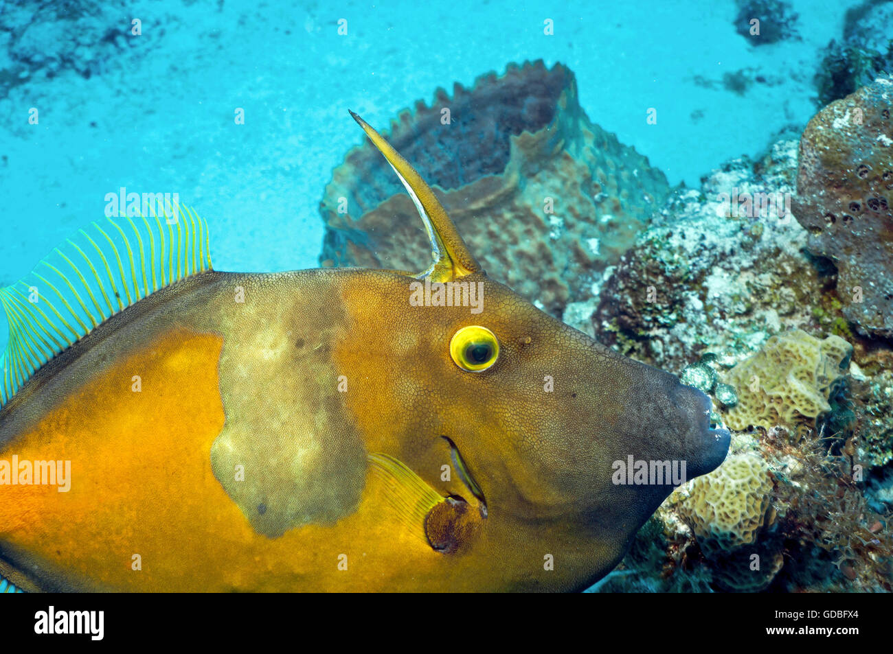 Spotted Filefish in unspotted color phase Stock Photo - Alamy