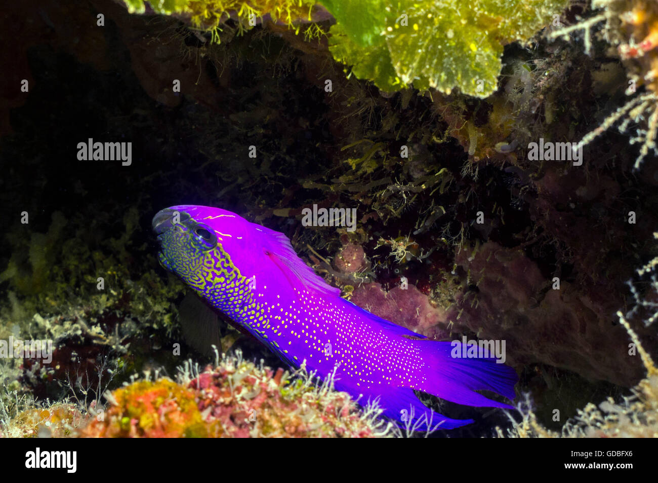 Blackcap basslet hi-res stock photography and images - Alamy
