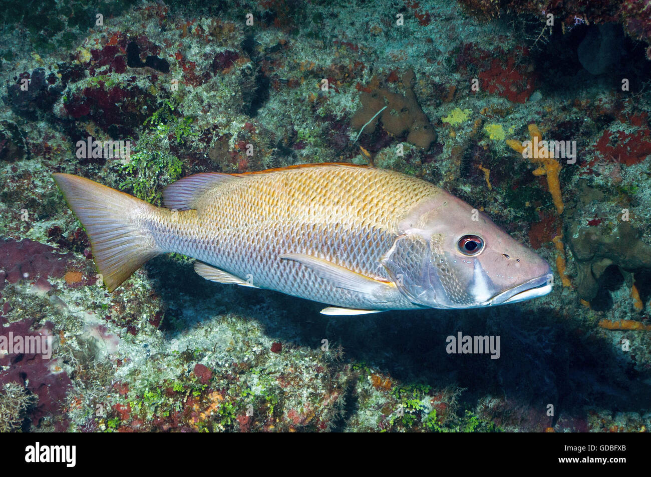 Diving dog hi-res stock photography and images - Alamy