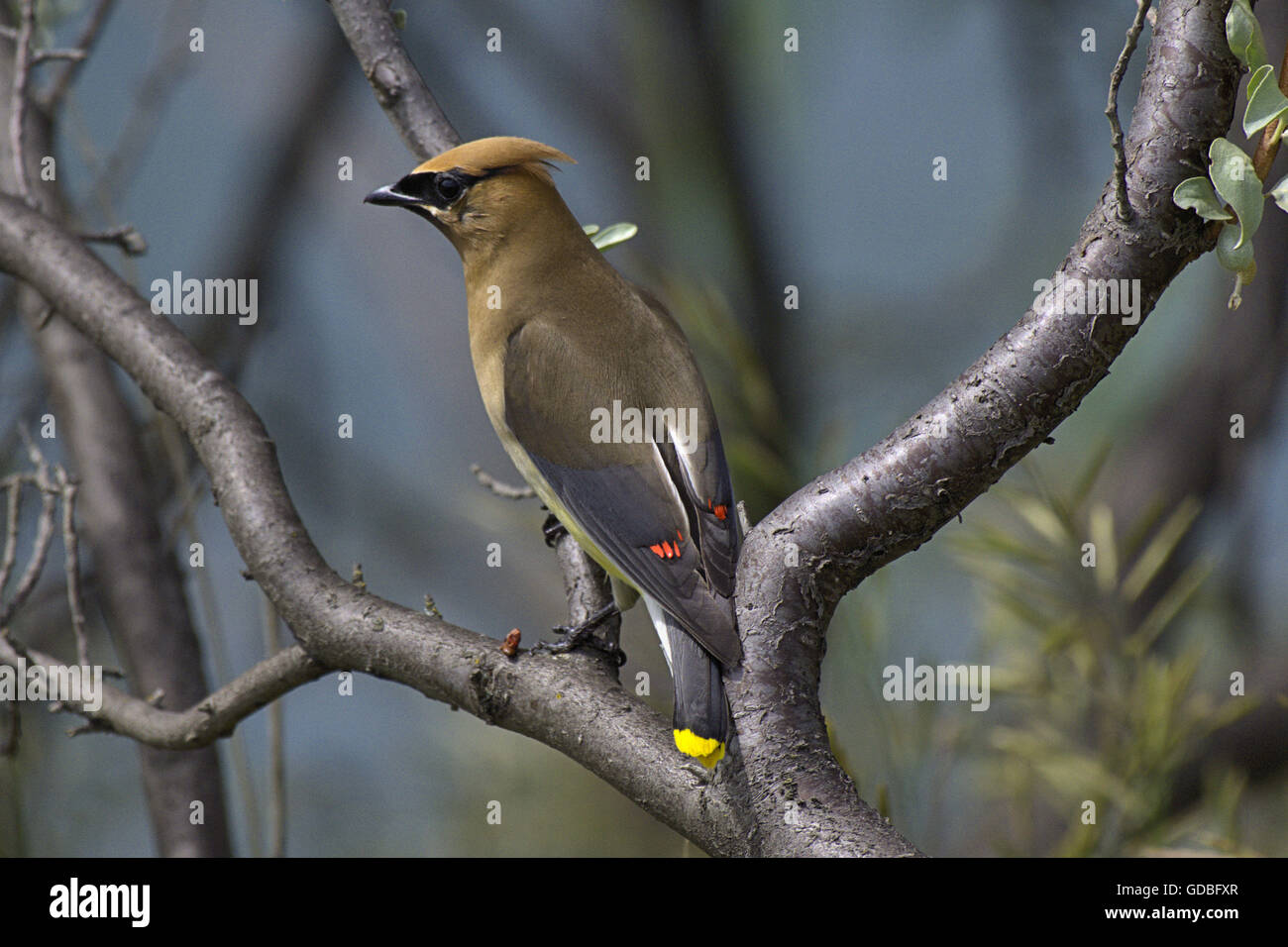 Bandit bird hi-res stock photography and images - Alamy