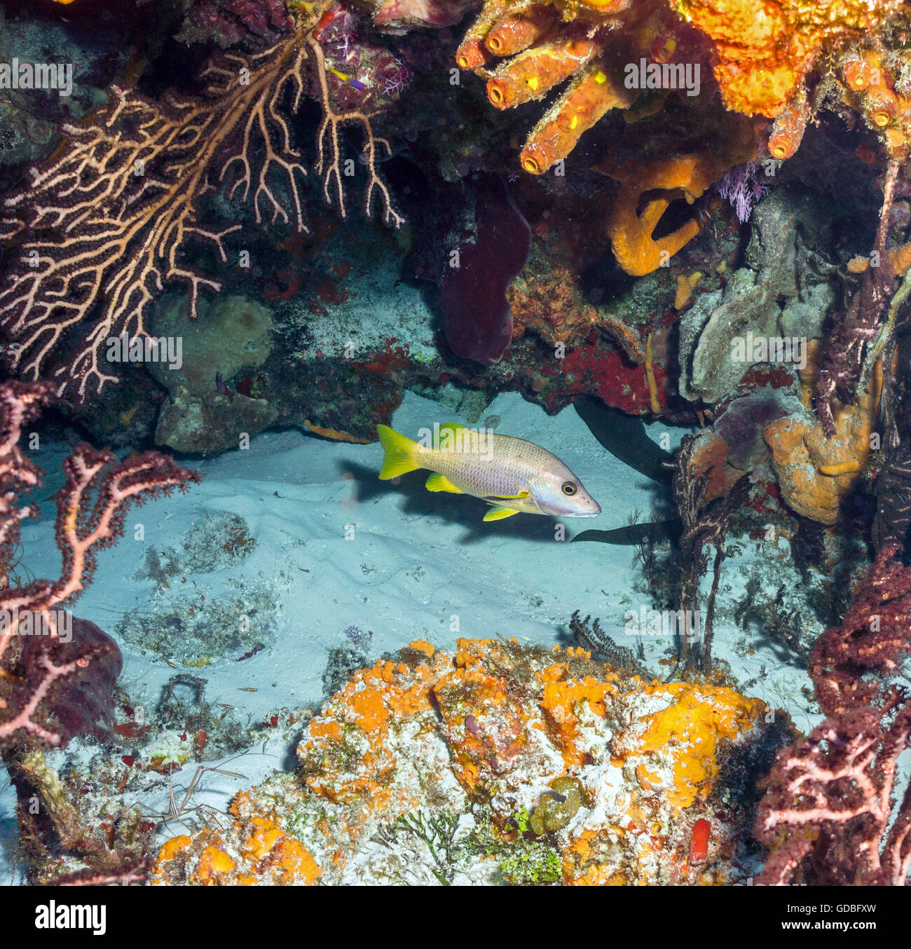 Snapper fish in reef hi-res stock photography and images - Alamy