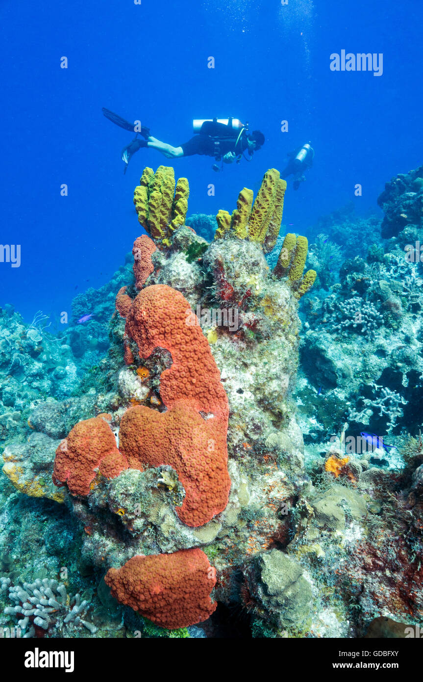 Blue tube sponge hi-res stock photography and images - Alamy