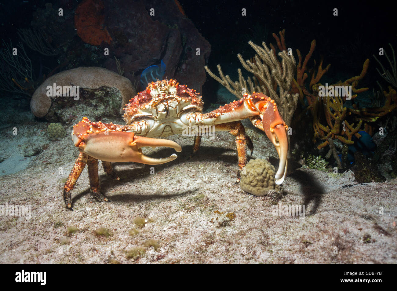 A Clinging Crab holds its ground Stock Photo - Alamy