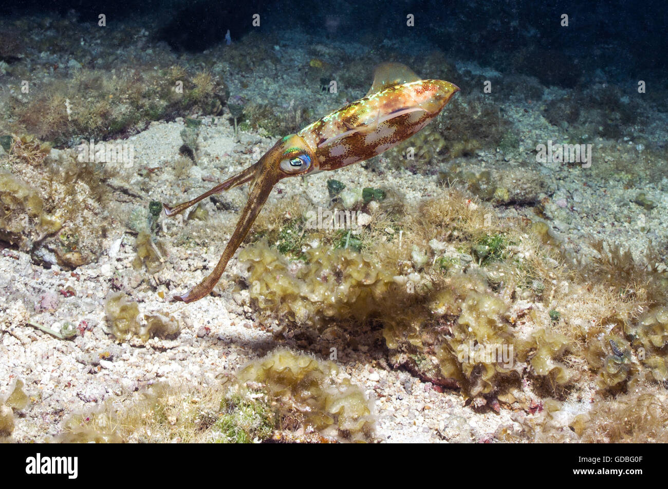 Caribbean reef squid hi-res stock photography and images - Alamy