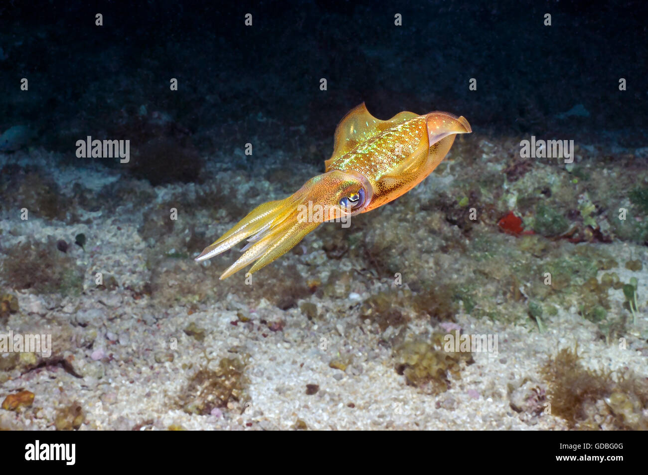 Squid hi-res stock photography and images - Alamy