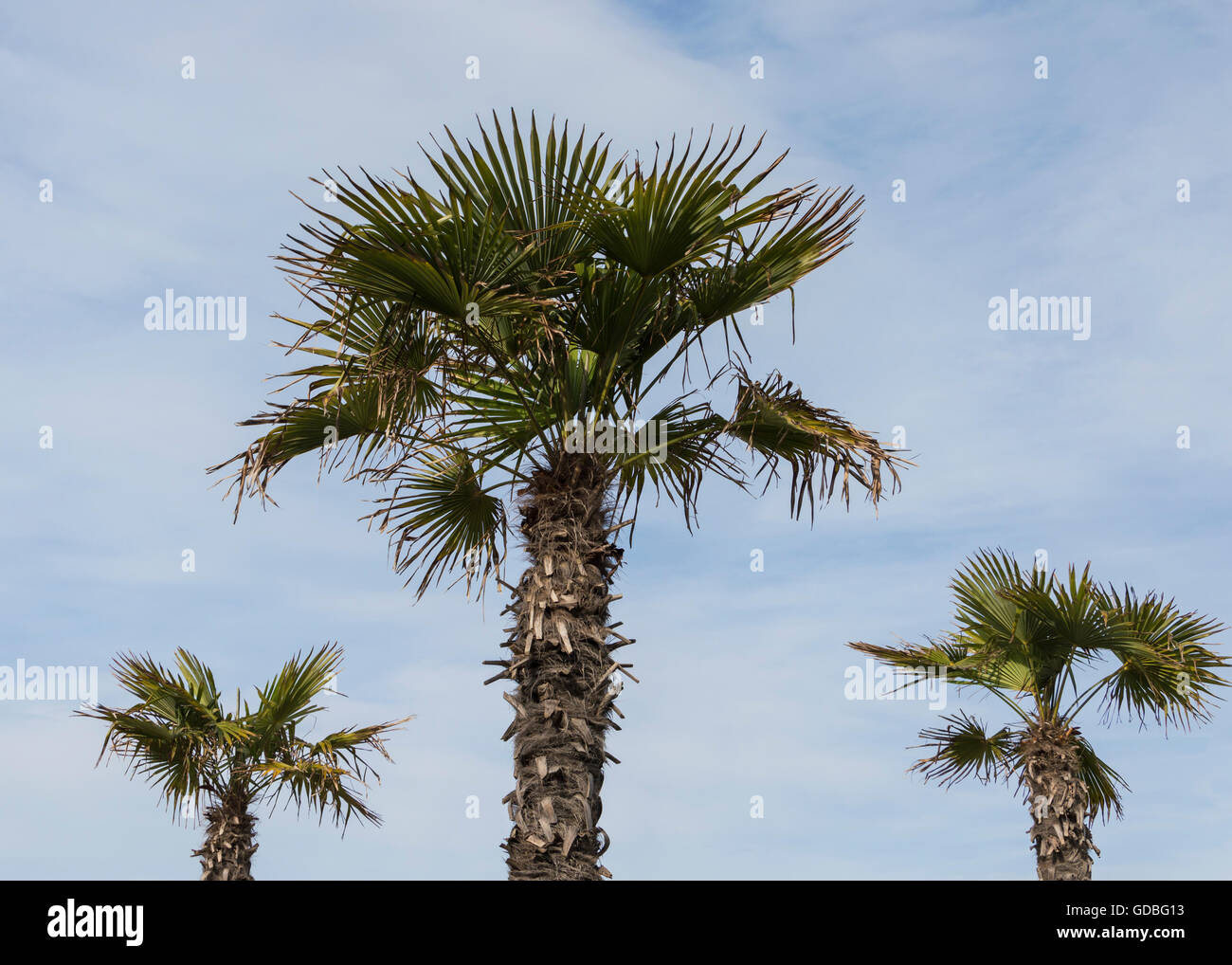 Three palm trees detail in a blue sky Stock Photo - Alamy