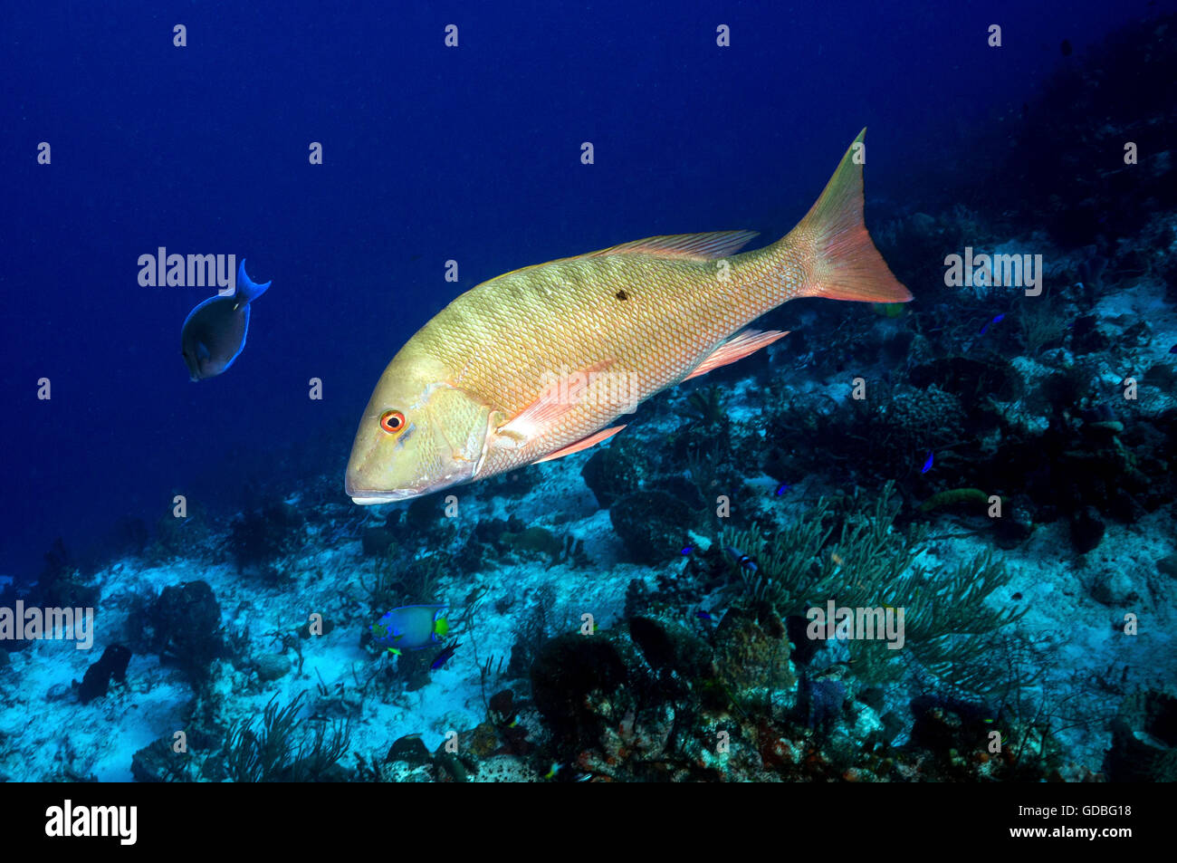 Mutton fish hi-res stock photography and images - Alamy