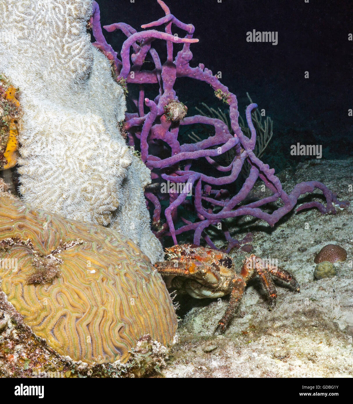 Clinging Crab and coral Stock Photo - Alamy