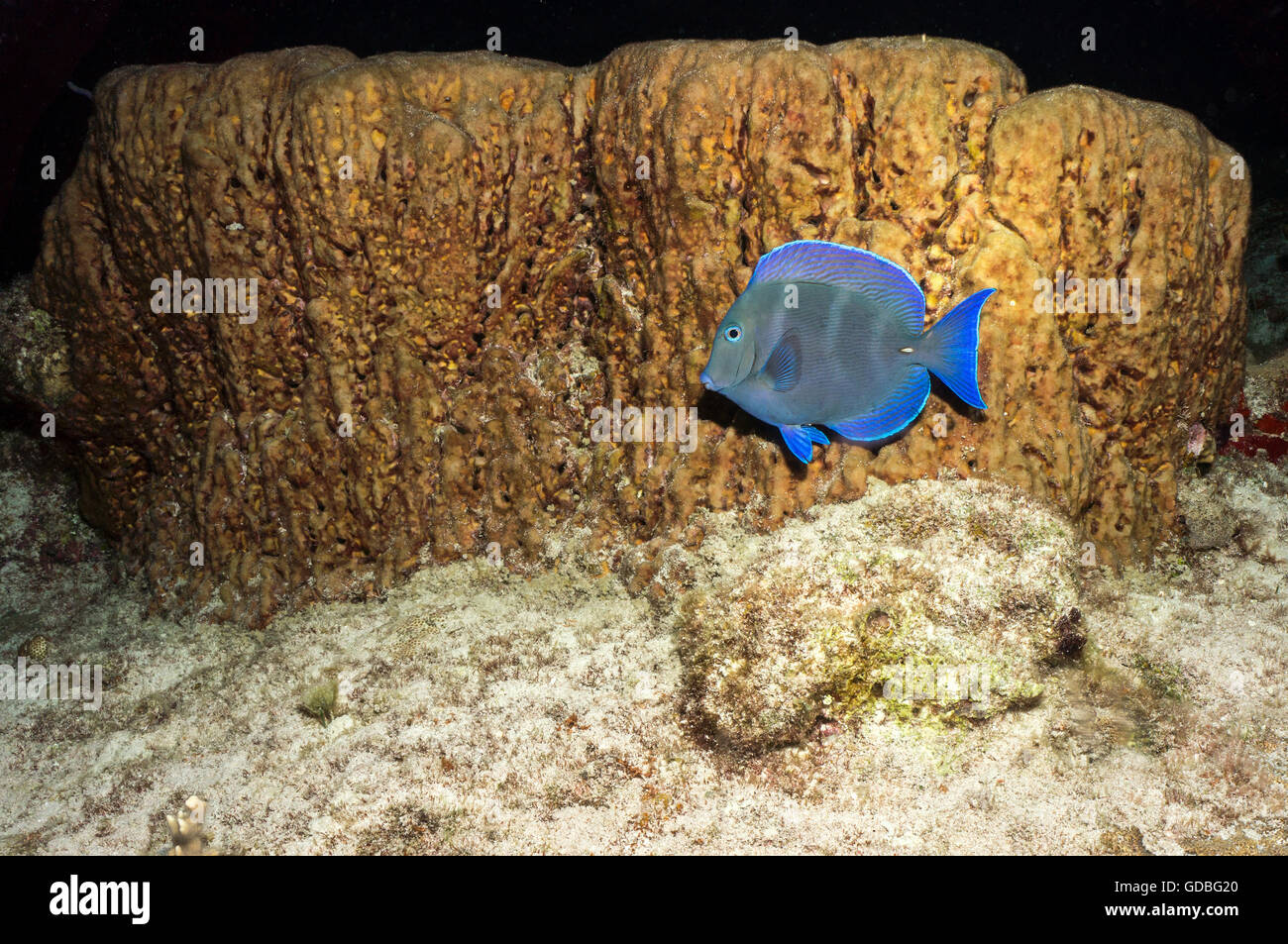 Caribbean blue tang hi-res stock photography and images - Alamy