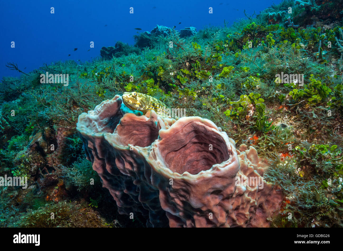 Sand diver fish hi-res stock photography and images - Alamy