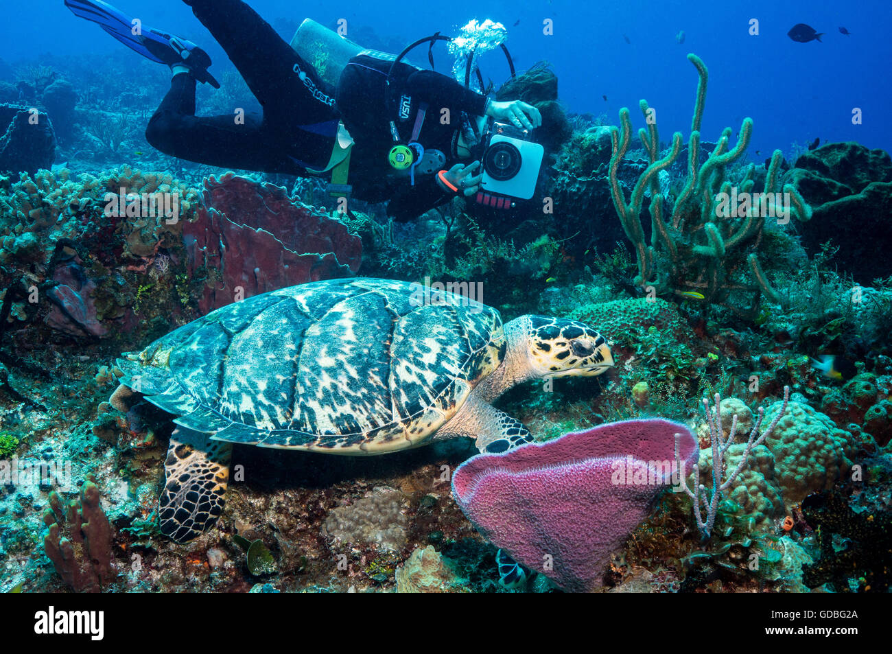 Hawksbill Turtle getting its picture taken while eating lunch Stock ...