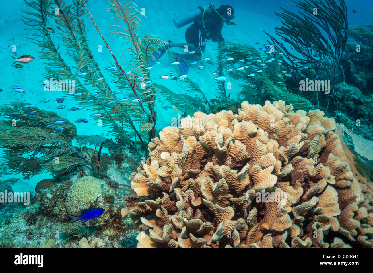 Reef scene in Belize Stock Photo - Alamy