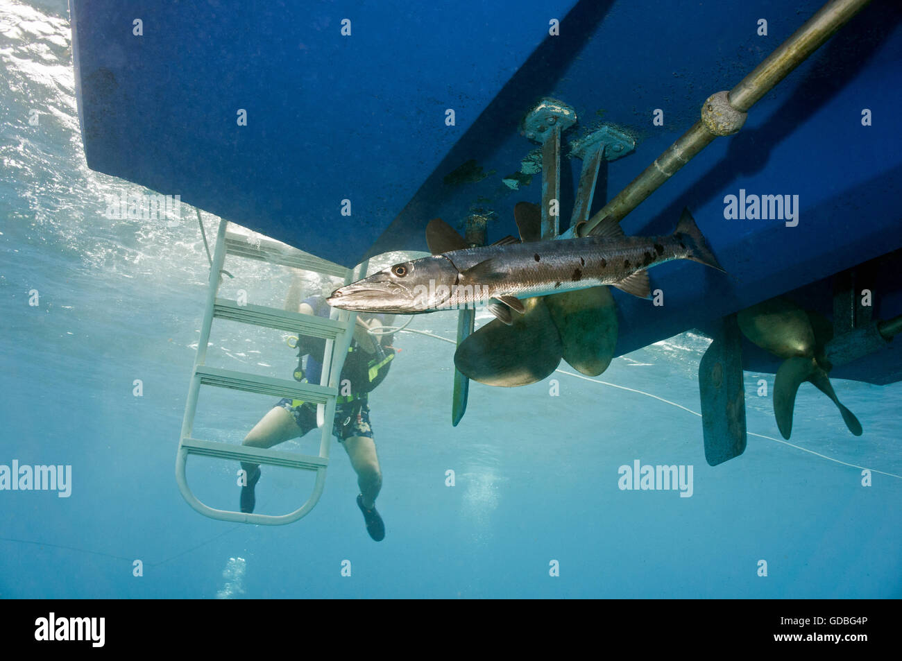 Great Barracuda hiding under boat Stock Photo - Alamy