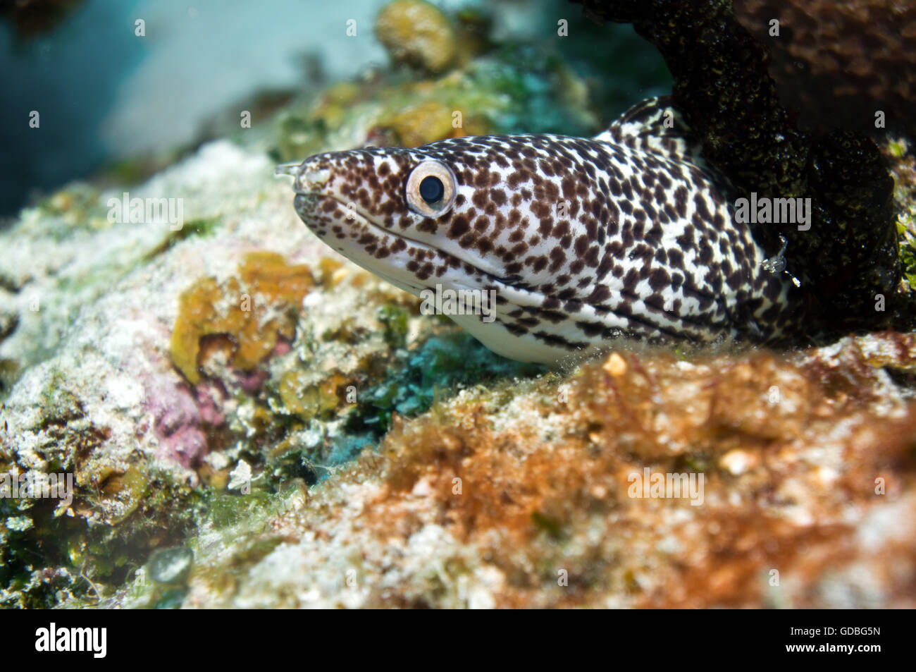Spotted moray hi-res stock photography and images - Alamy