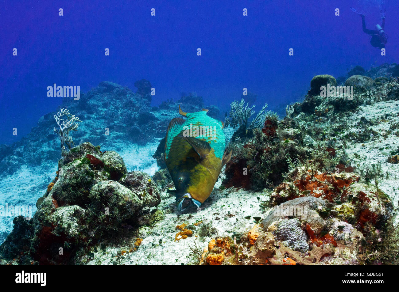 Rainbow parrotfish hi-res stock photography and images - Alamy