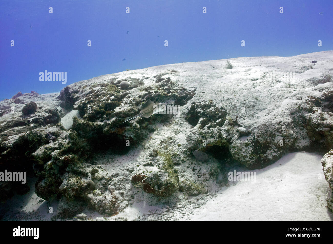 Underwater ledge hi-res stock photography and images - Alamy