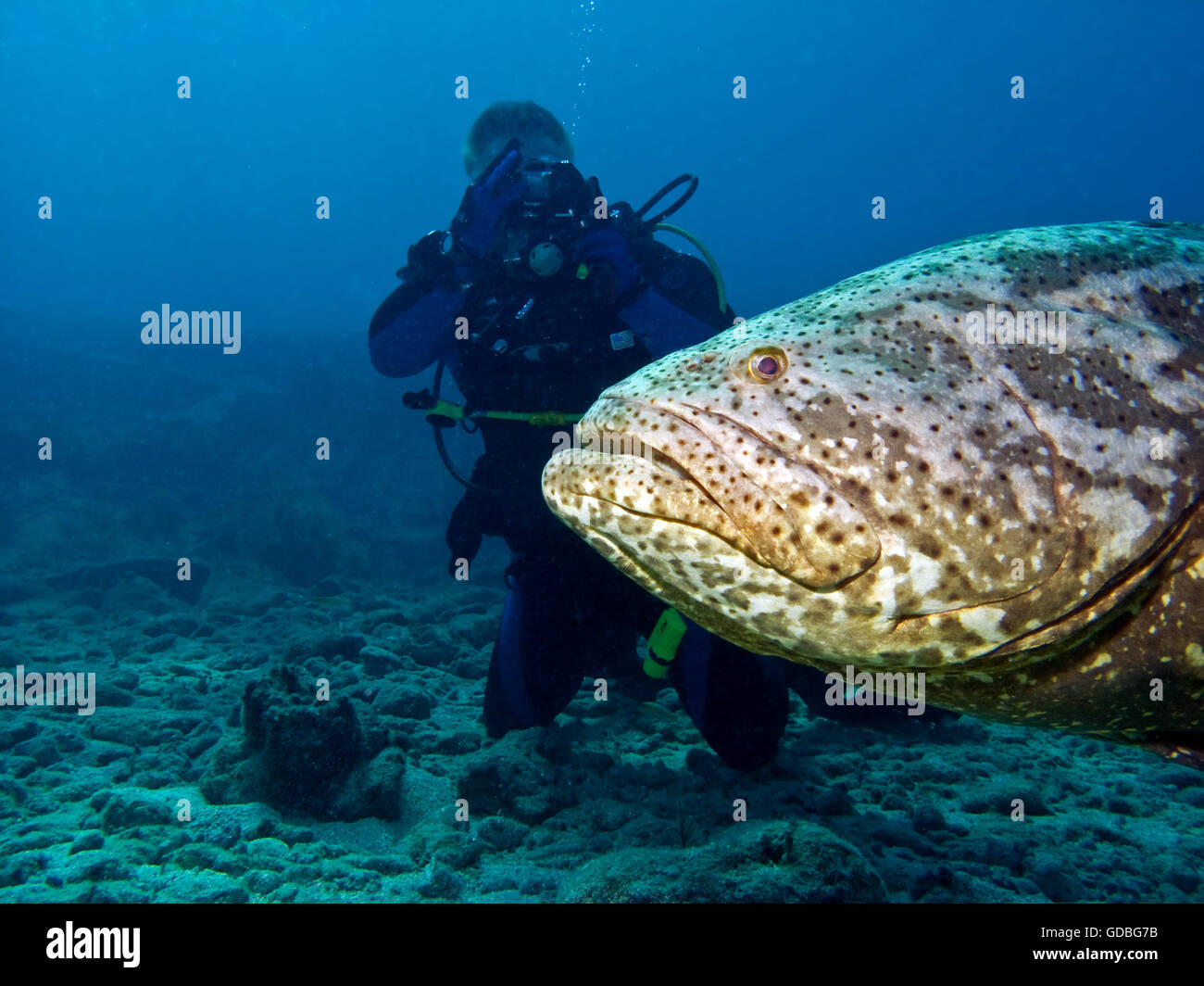 Grouper fish hi-res stock photography and images - Alamy