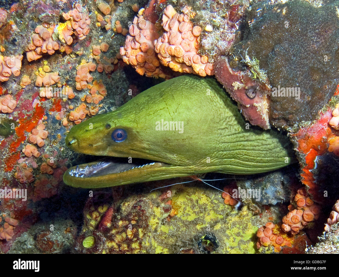Green Moray sticking head out of pipe on Captain Dan wreck Stock Photo ...