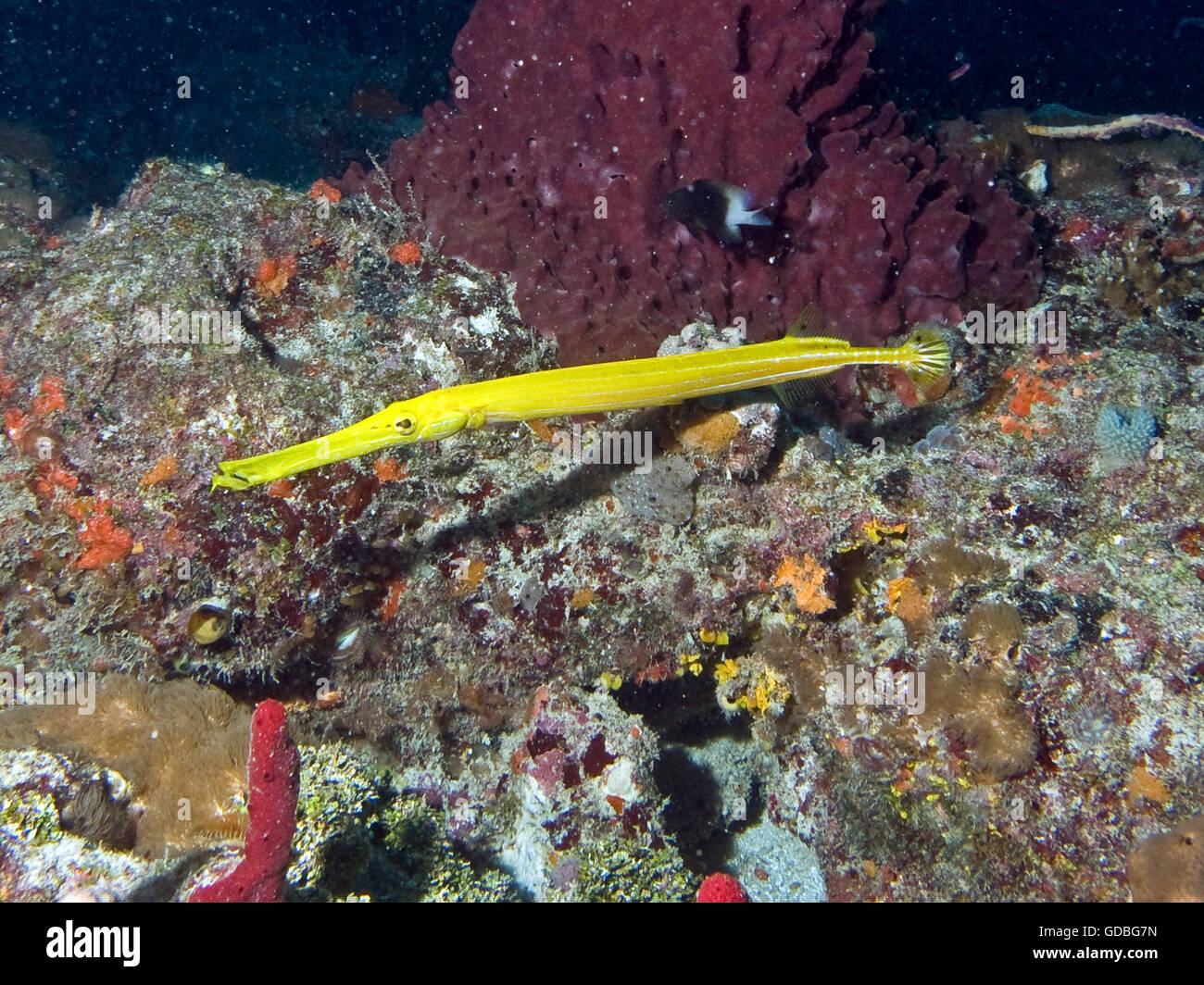 Yellow trumpetfish hi-res stock photography and images - Alamy
