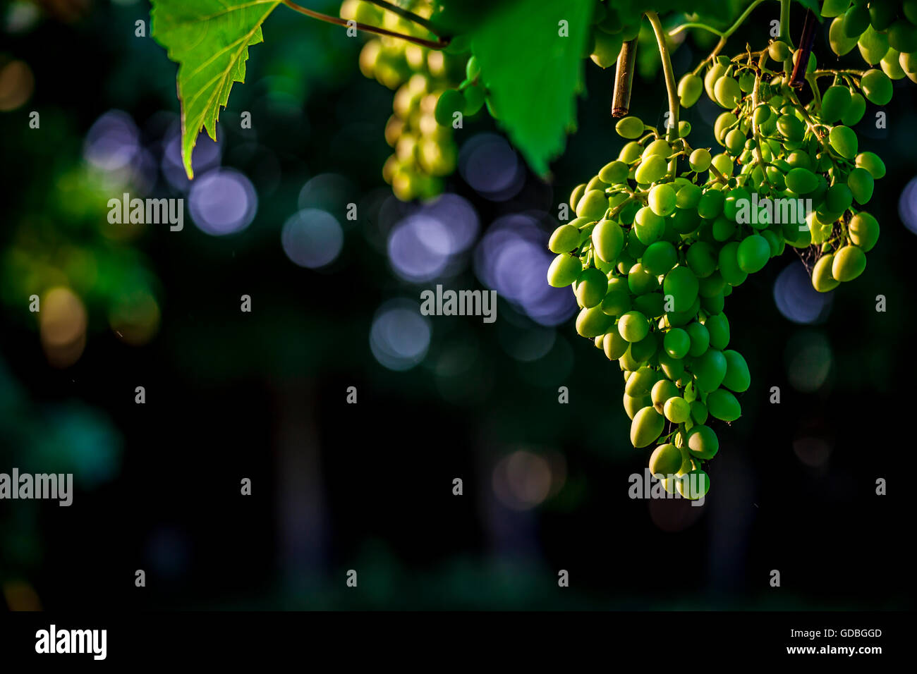 Vine and bunch of white grapes in a italian summer garden Stock Photo ...