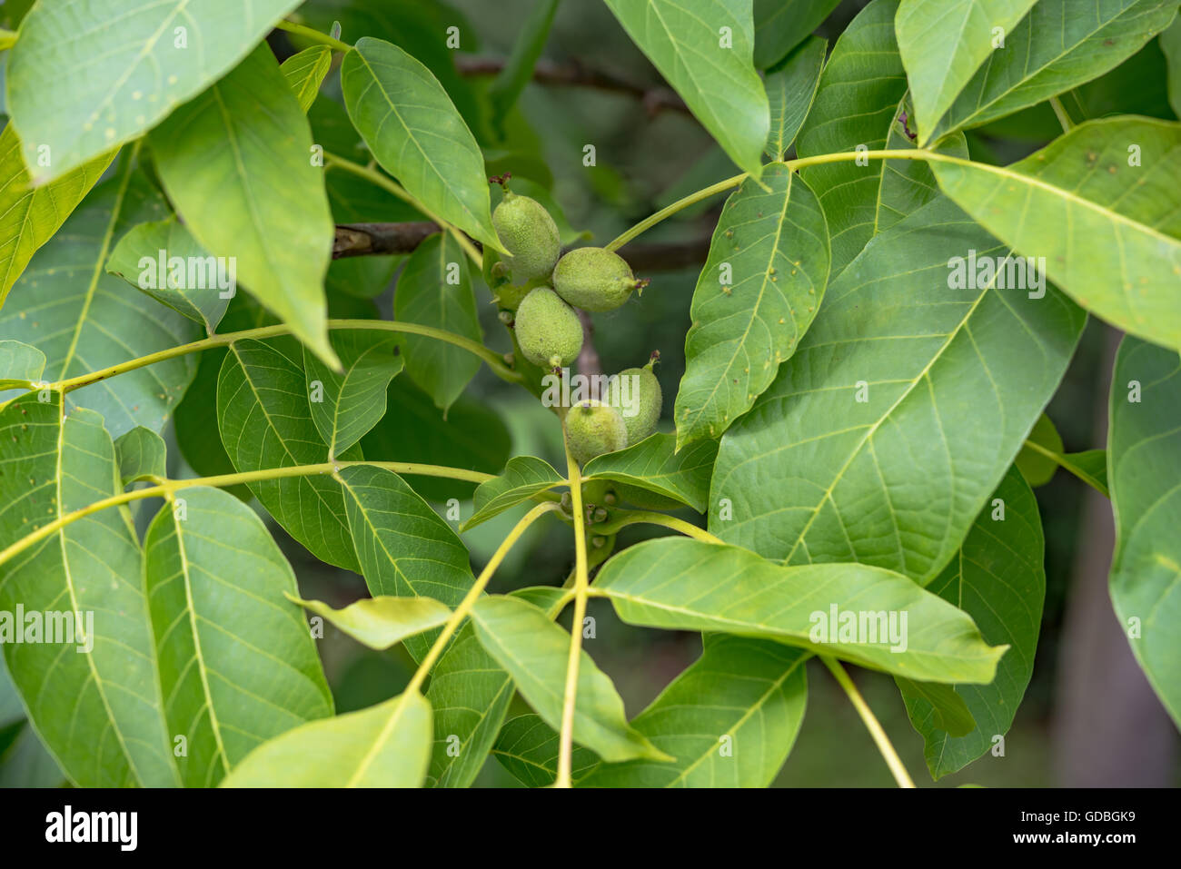 The passion fruit tree Stock Photo - Alamy