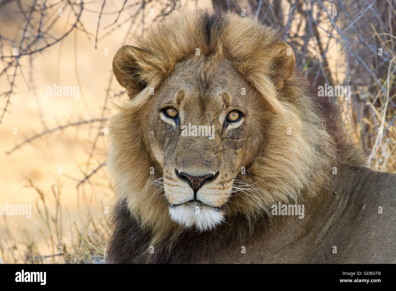 Male lion in the shade of an acacia tree Stock Photo - Alamy