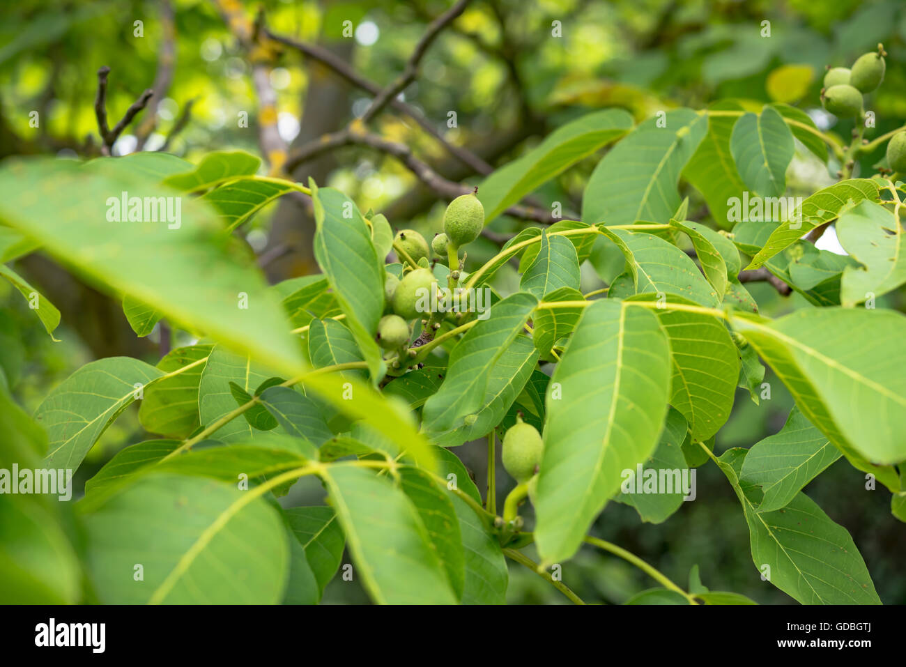 Passion fruit tree hi-res stock photography and images - Alamy