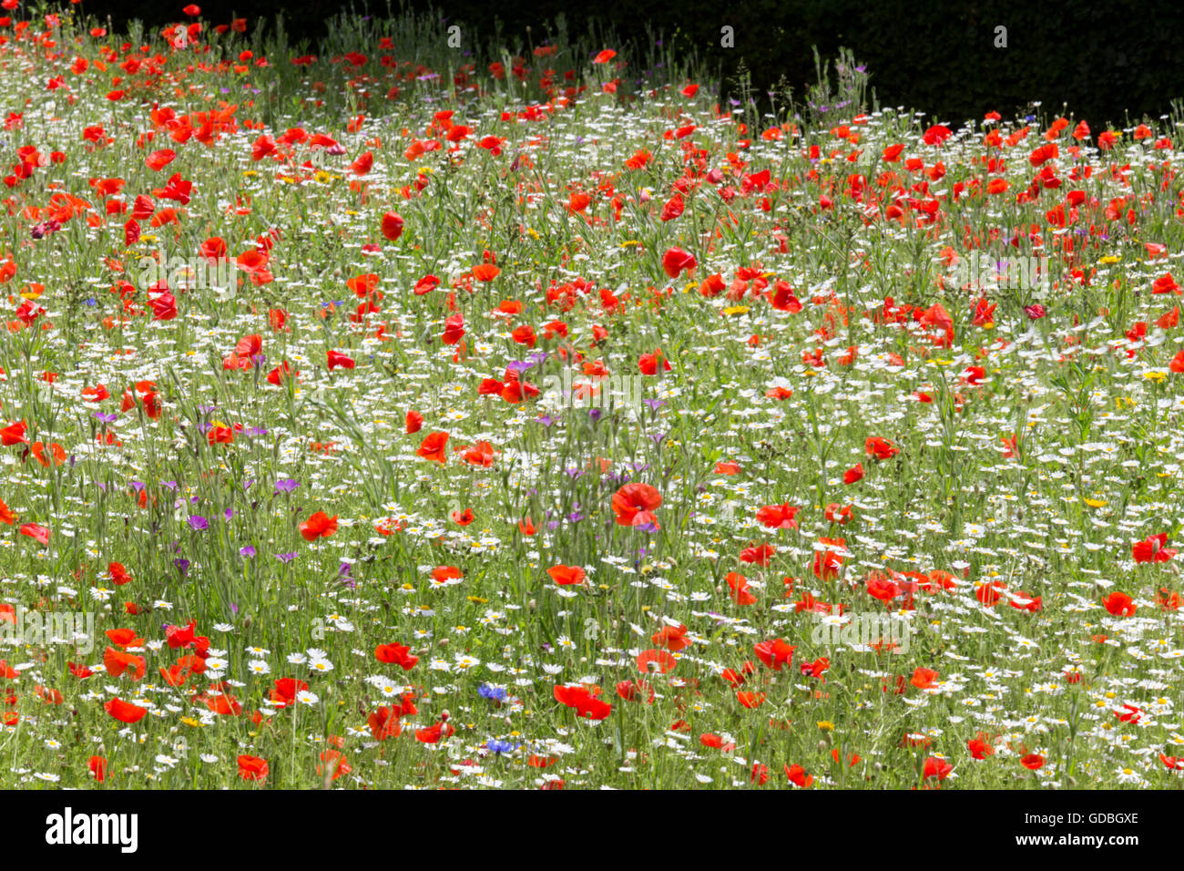 Poppies uk garden hi-res stock photography and images - Alamy