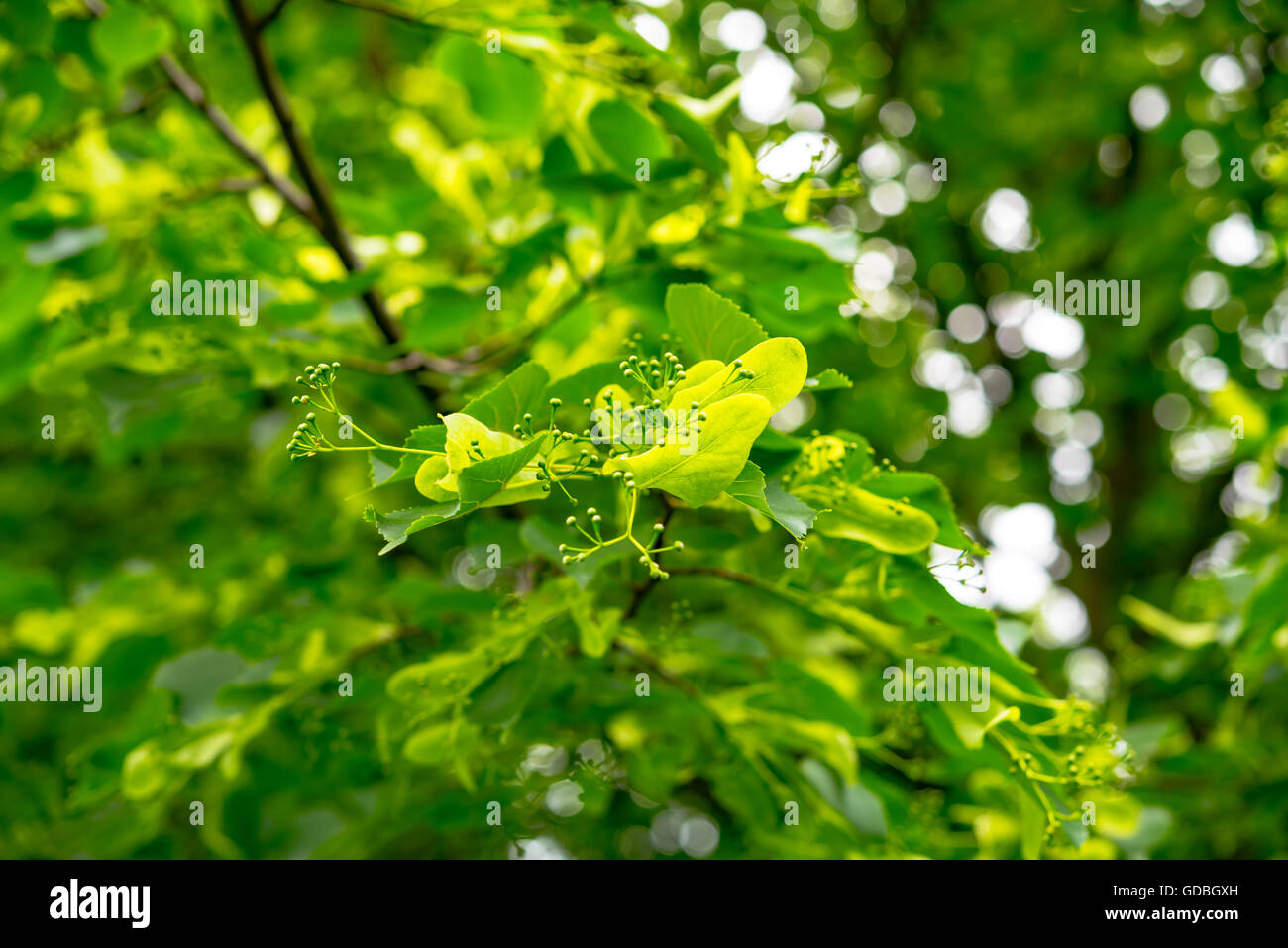 The passion fruit tree Stock Photo - Alamy