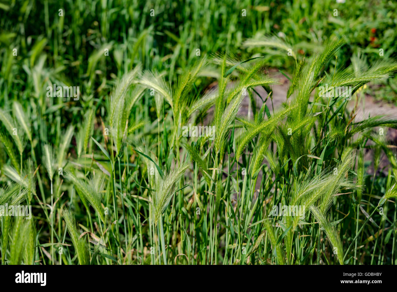 The shallow grass , Fresh grass in Germany Stock Photo - Alamy