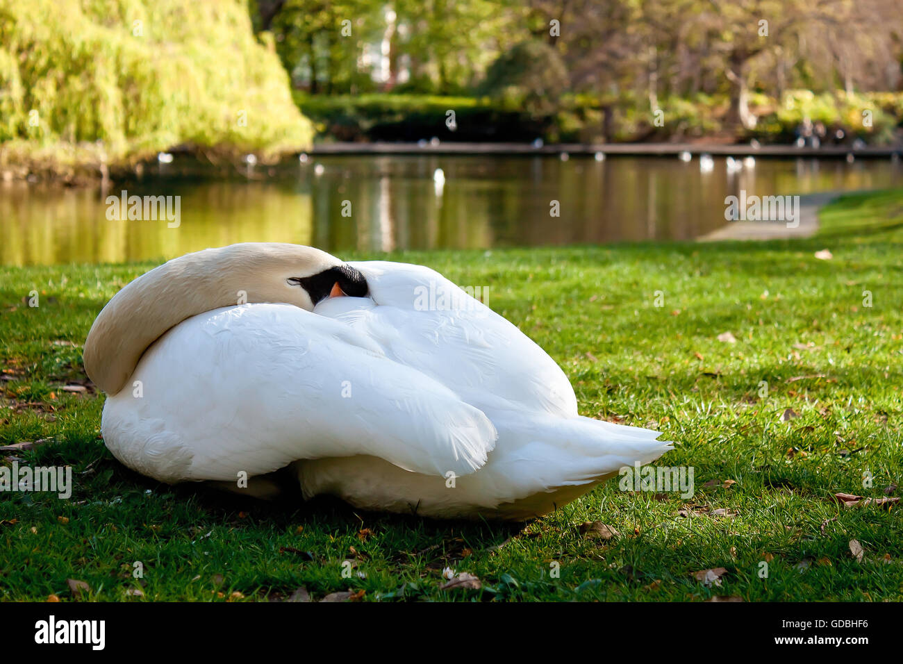 Sleeping Swan High Resolution Stock Photography and Images - Alamy
