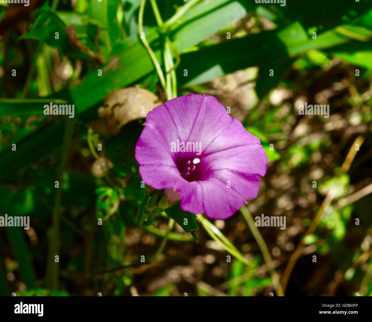 Macro of a purple flower in a swamp Stock Photo - Alamy