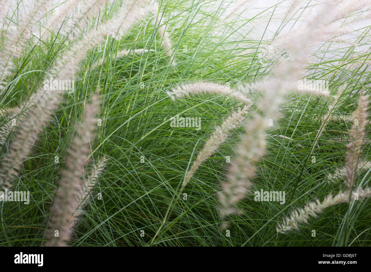 Grass flower background in nature hi-res stock photography and images ...