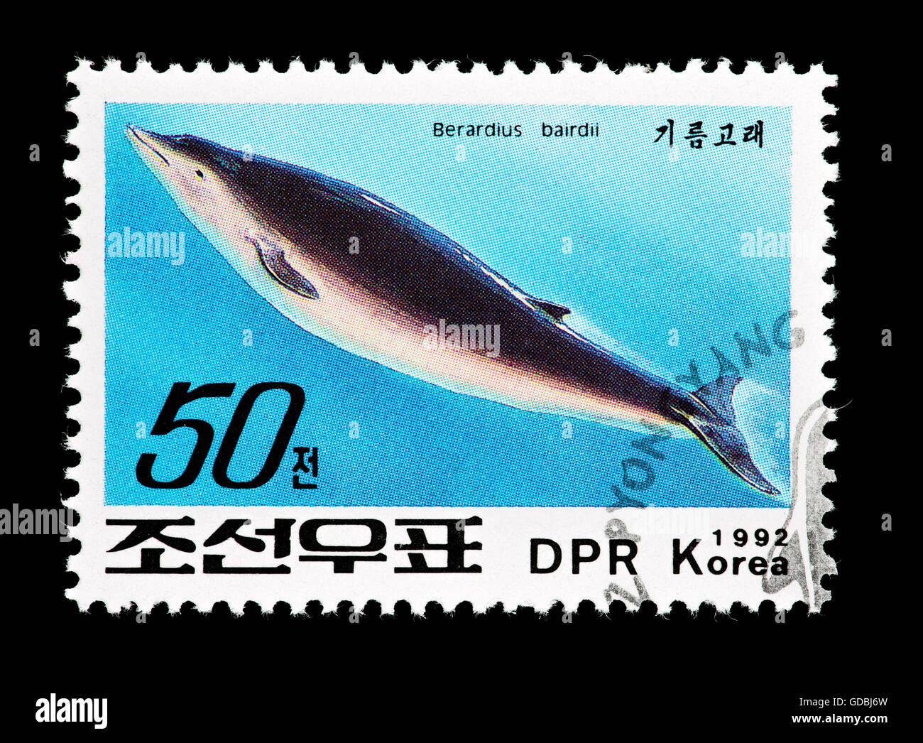 Bairds beaked whale berardius bairdii hi-res stock photography and ...