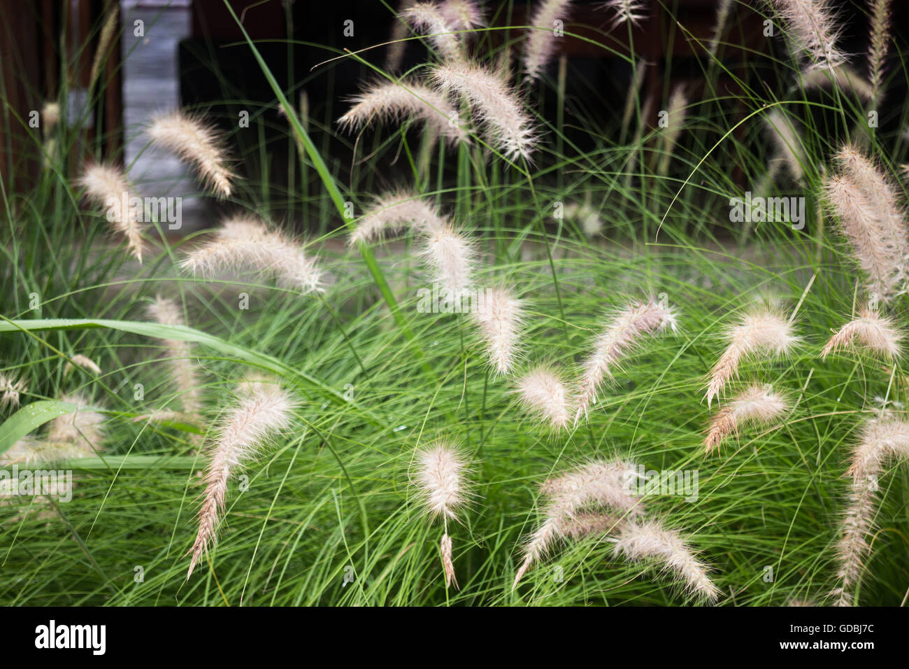 Grass flower background in nature hi-res stock photography and images ...