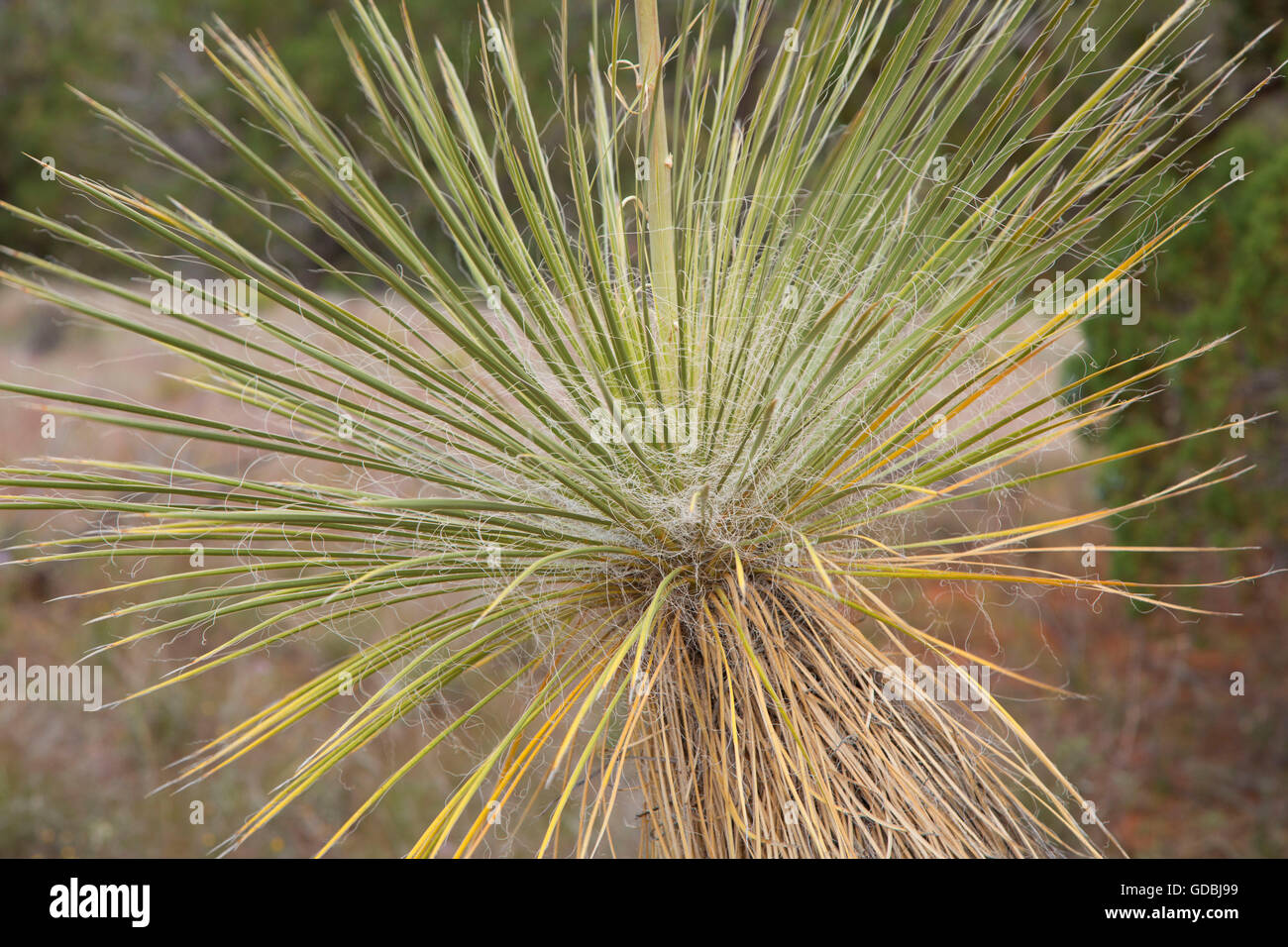 Red yucca hi-res stock photography and images - Alamy