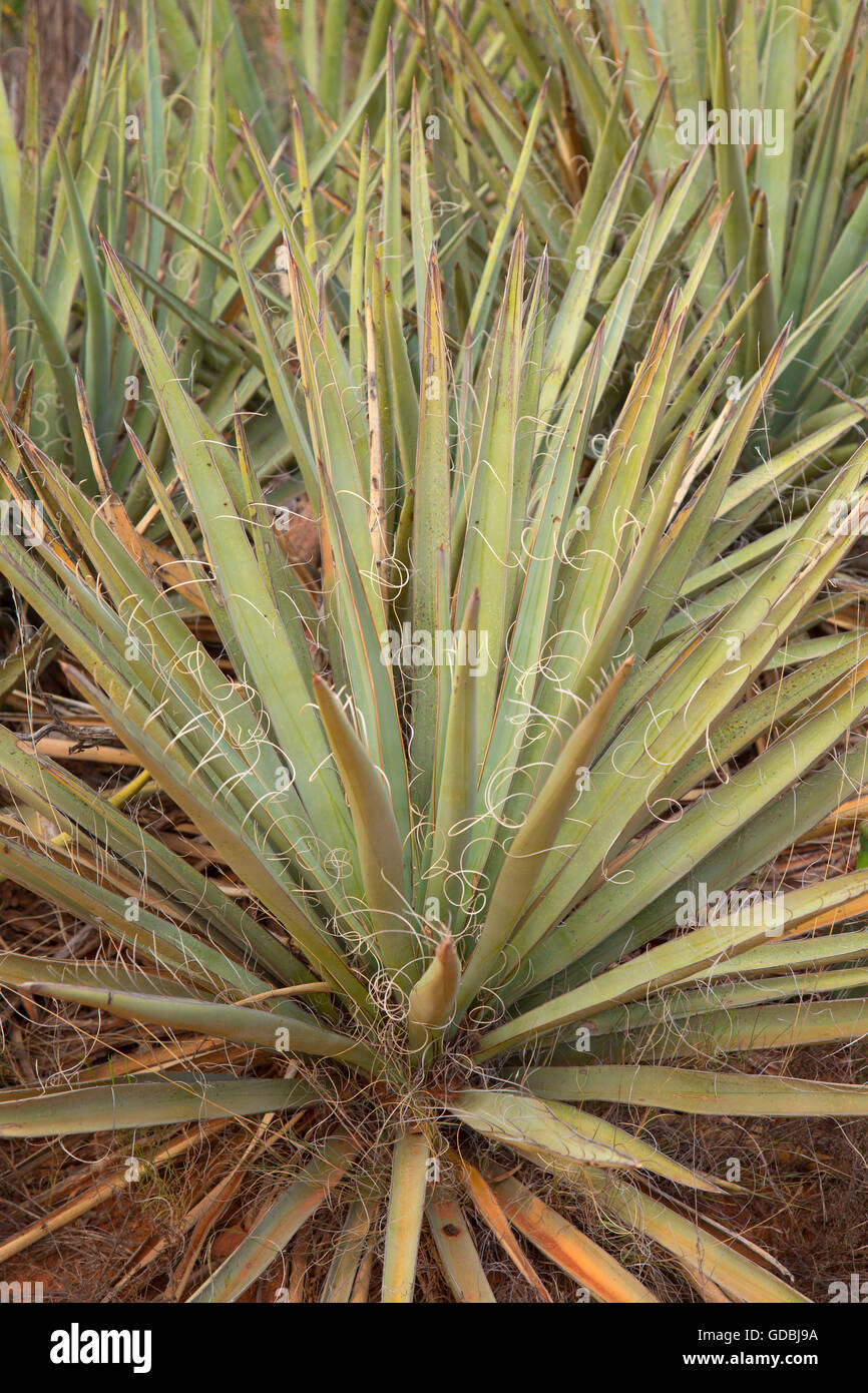 Red yucca hi-res stock photography and images - Alamy