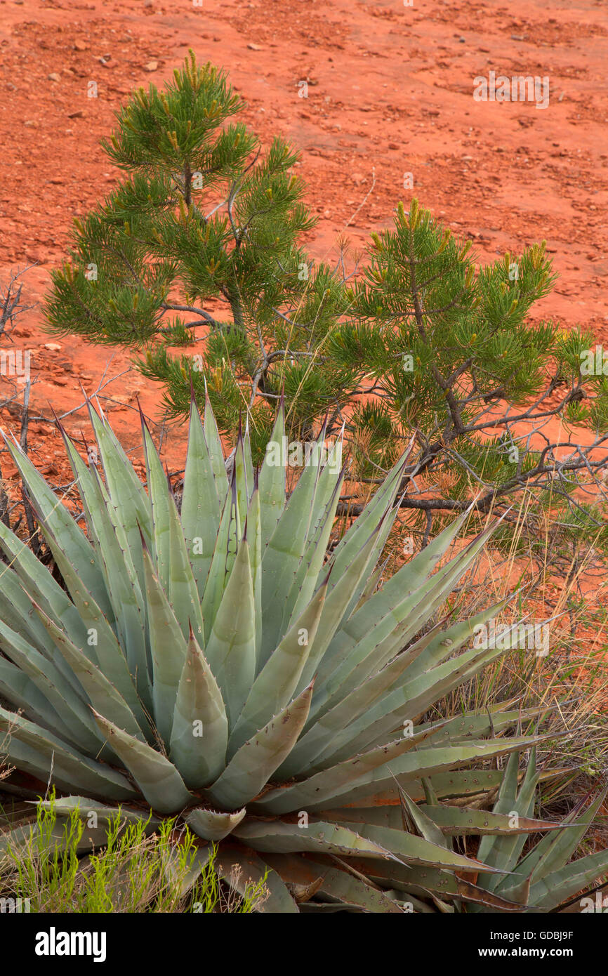 Pinyon pine with century plant, Munds Mountain Wilderness, Red Rock ...