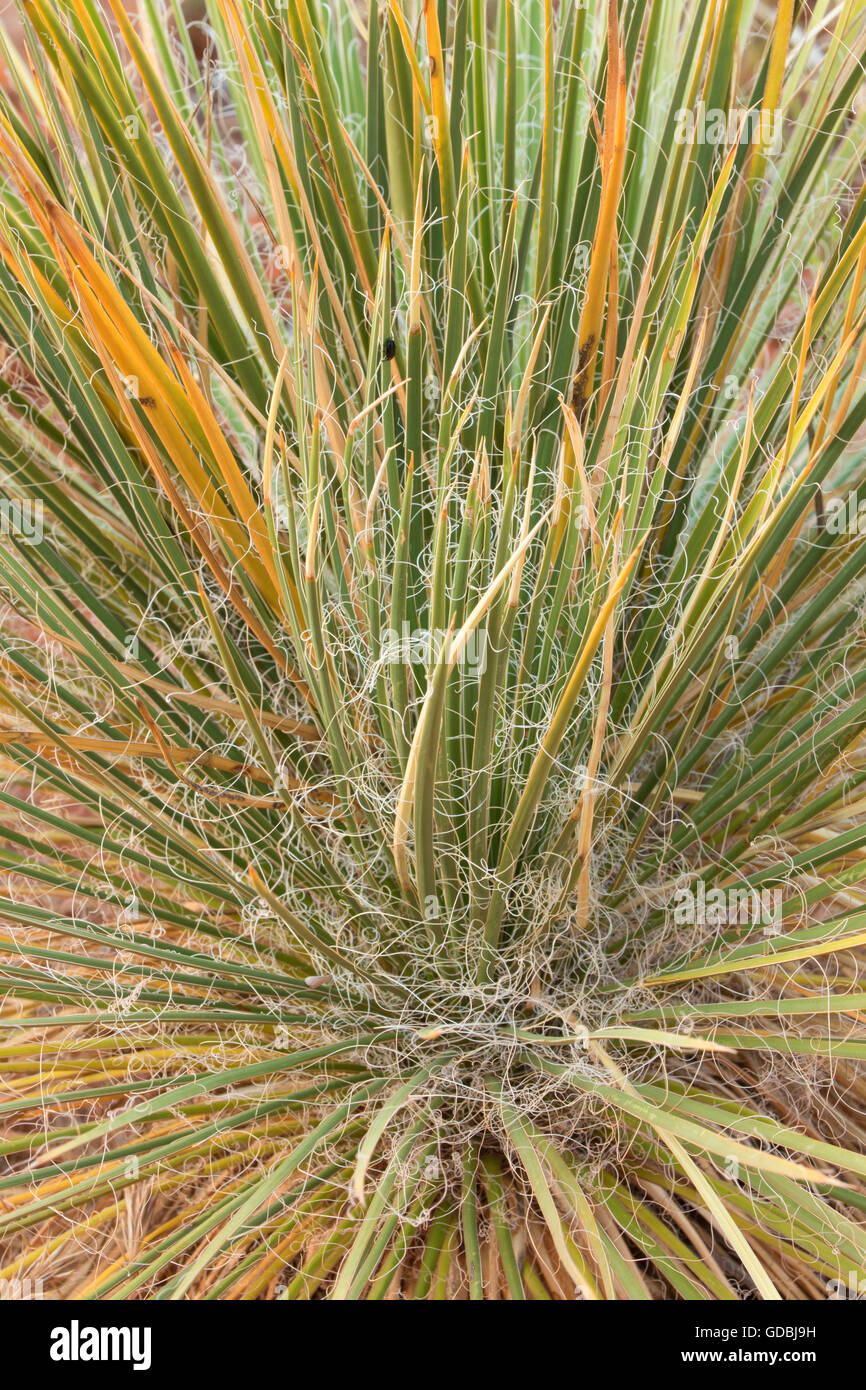 Yucca along Bell Rock Pathway, Red Rock Scenic Byway, Coconino National ...
