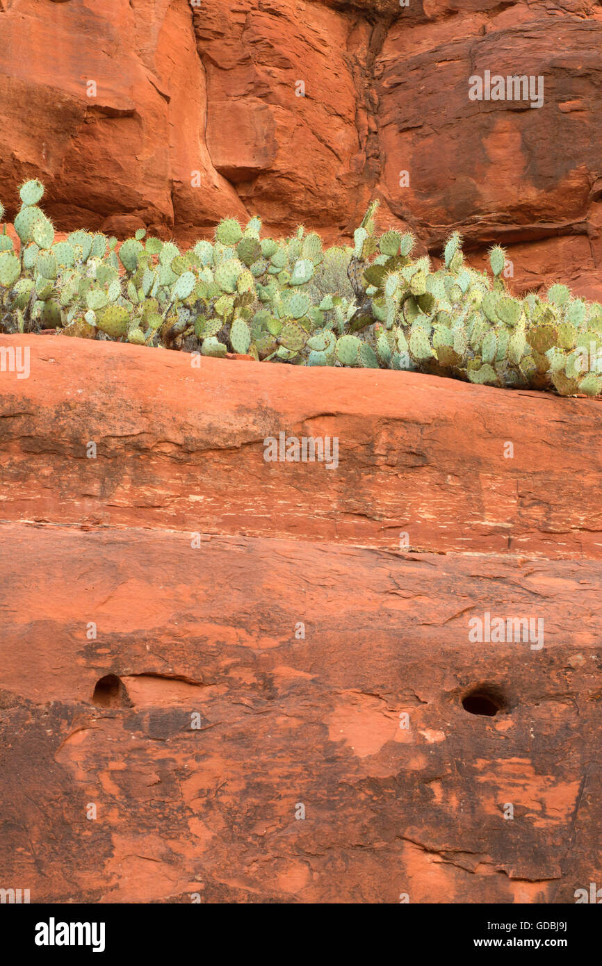 Prickly pear from bell rock pathway hi-res stock photography and images ...