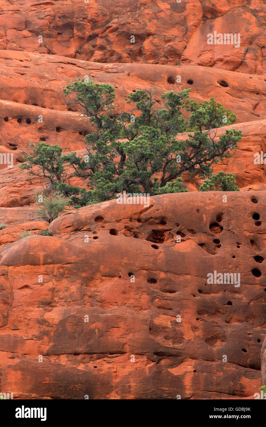 Pinon arizona hi-res stock photography and images - Alamy