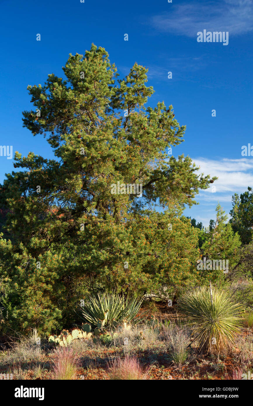 Pinyon pine along Courthouse Butte Loop Trail, Red Rock Scenic Byway ...