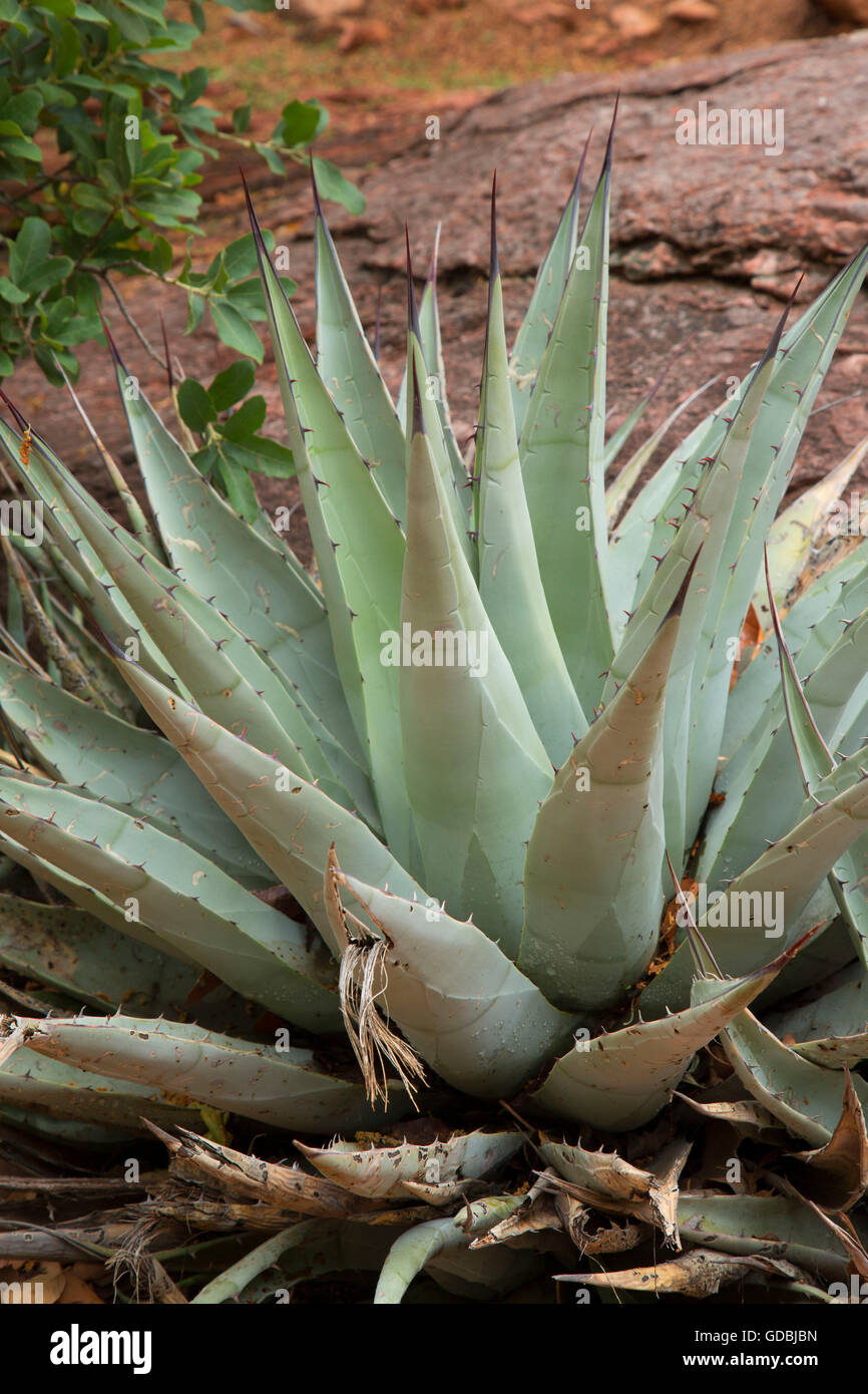 Century plant in Oak Creek Canyon along Huckaby Trail, Coconino ...