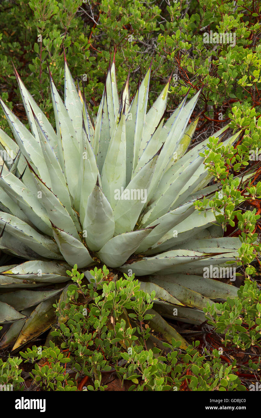 Century plant in Oak Creek Canyon from Allens Bend Trail, Coconino ...
