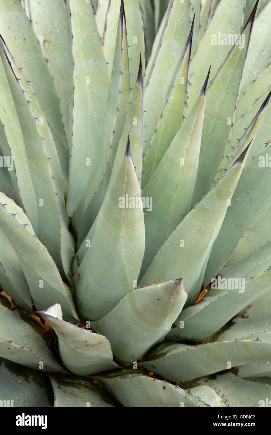 Century plant in Oak Creek Canyon from Allens Bend Trail, Coconino ...
