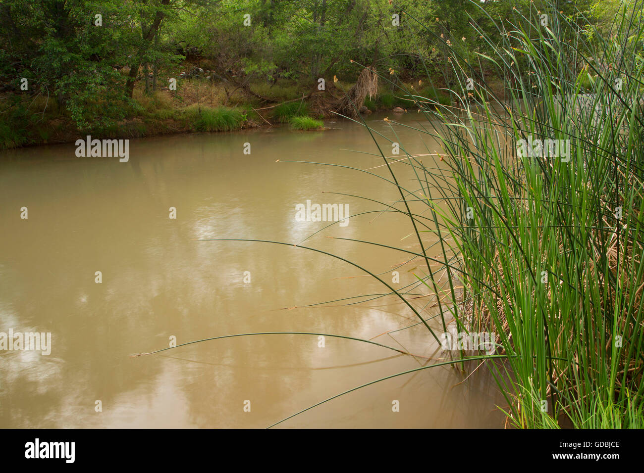 Verde River, Verde River Greenway State Natural Area, Arizona Stock ...