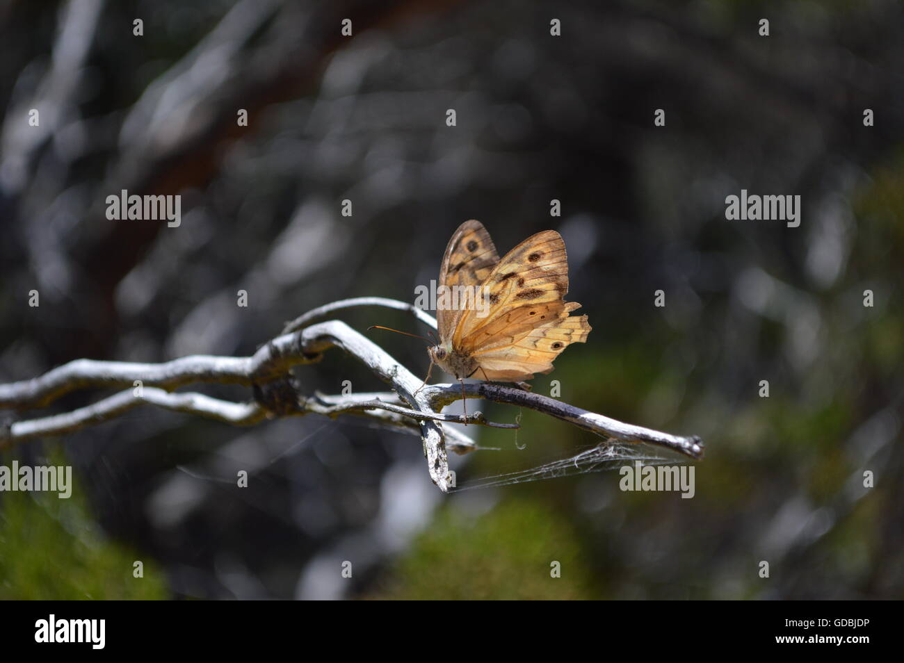 Butterfly with broken wings hi-res stock photography and images - Alamy