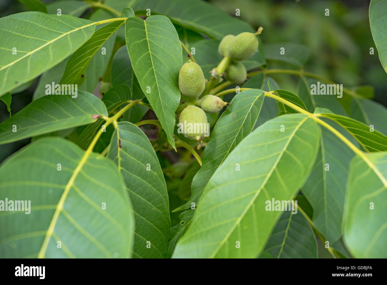 Passion fruit tree hi-res stock photography and images - Alamy